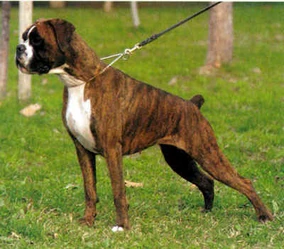 Perros Perro Boxer Perros Y Cachorros Puerto Rico Cachorro Boxer