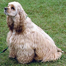 Cocker Spaniel Americano | Wikia Perros pedia | Fandom