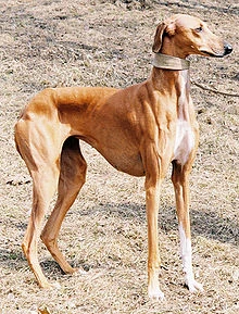 Azawakh | Wikia Perros pedia | Fandom