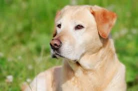 Labrador Retriever | Wikia Perros pedia | Fandom