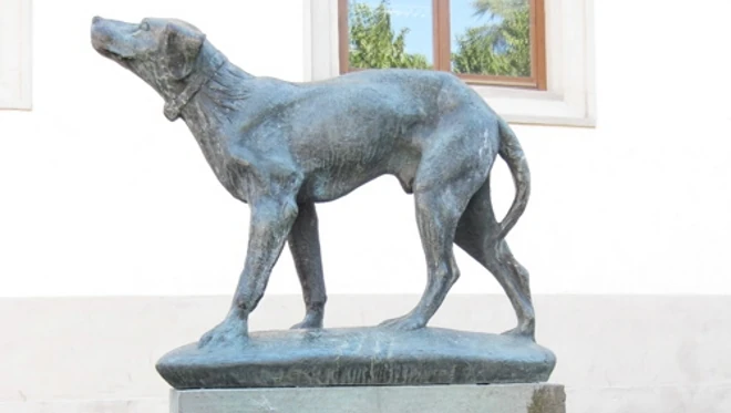 Fido el perro | Wikia Perros pedia | Fandom