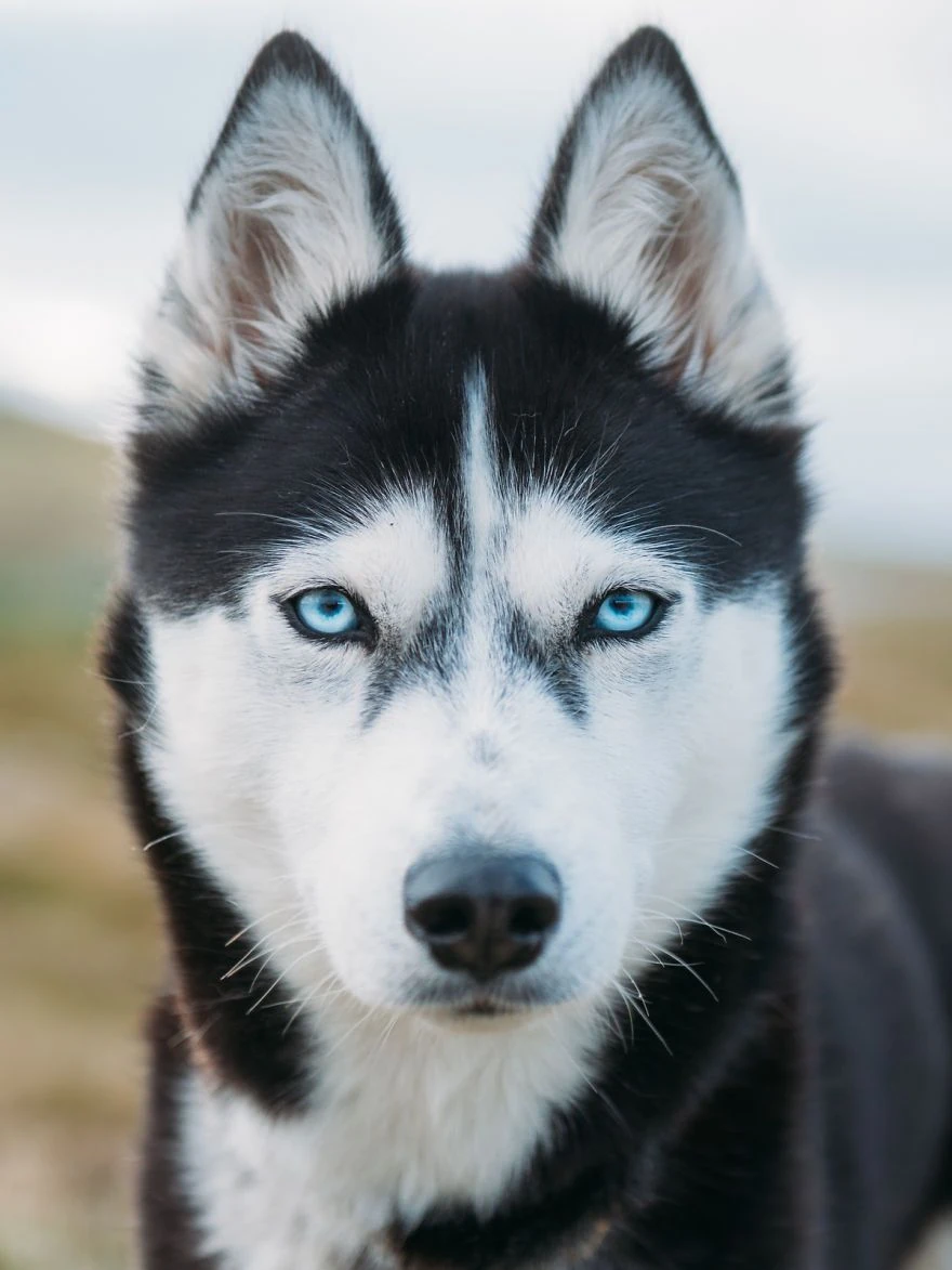 Cara De Husky Blanco Y Negro Husky Siberiano | WikiDog Wiki | Fandom