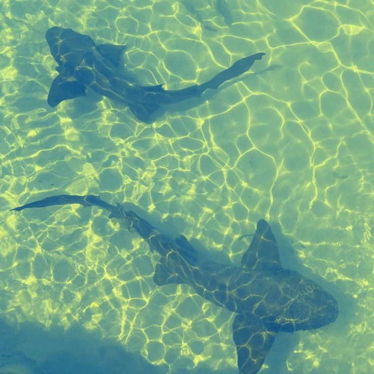 Sharkbyte | Personal Aesthetics Wiki | Fandom