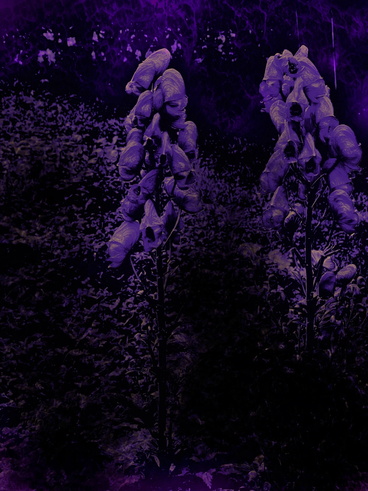 Monkshood | Personal Aesthetics Wiki | Fandom