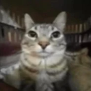 Sillycore | Personal Aesthetics Wiki | Fandom