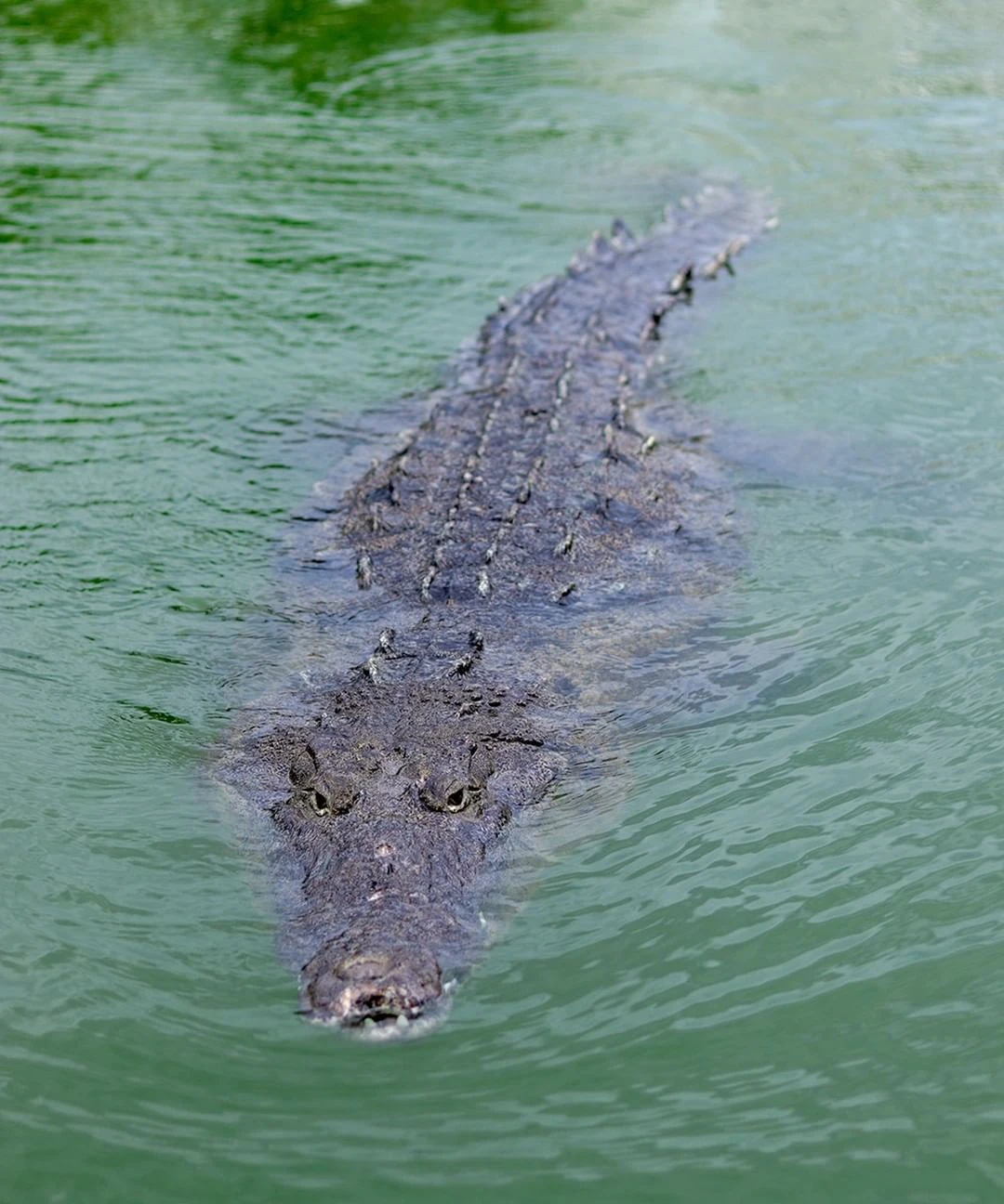 Swamp Creaturistic | Personal Aesthetics Wiki | Fandom