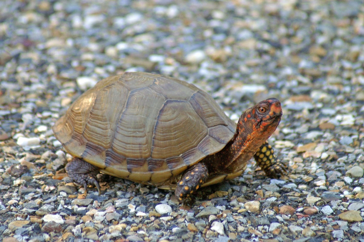 Box Turtles | Pet Care Wiki | Fandom