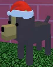 Paco | Pet story Wiki | Fandom