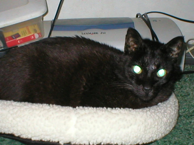 Case:Moose | Diabetes in Pets | Fandom