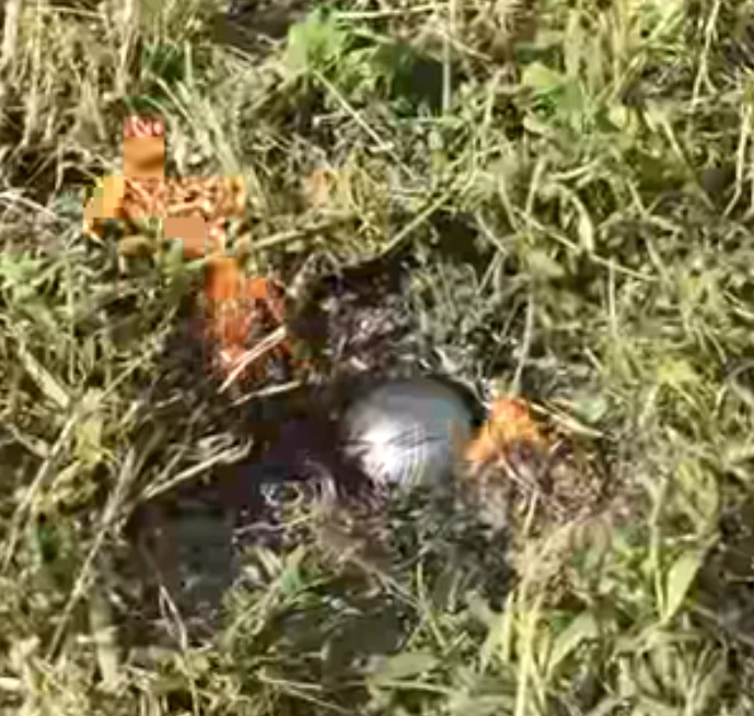 Orbs | Peter Caine Dog Training Wiki | Fandom