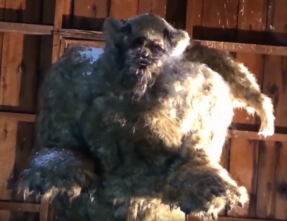 Dogman | Peter Caine Dog Training Wiki | Fandom