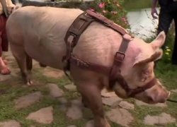 Leroy the Pig | Peter Jackson's The Hobbit Wiki | Fandom