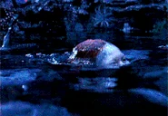 Mermaids | Peter Pan Wiki | Fandom