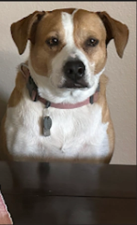 Junie | Petey Wiki | Fandom