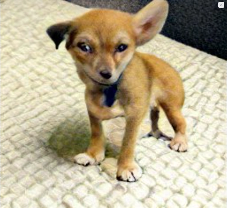 Vincent Edward Scully | Petey Wiki | Fandom