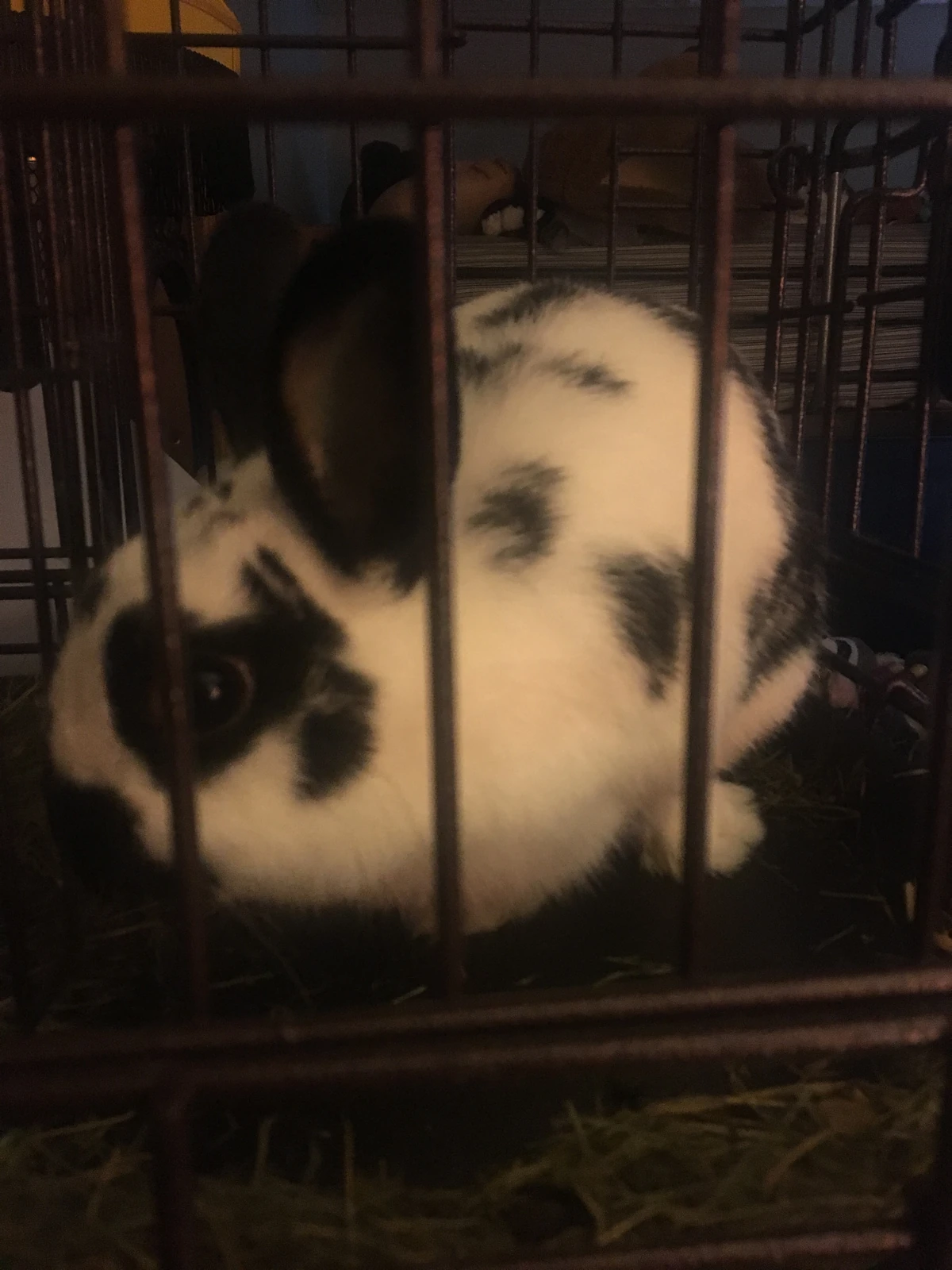 Sprinkles | PETrified Wiki | Fandom