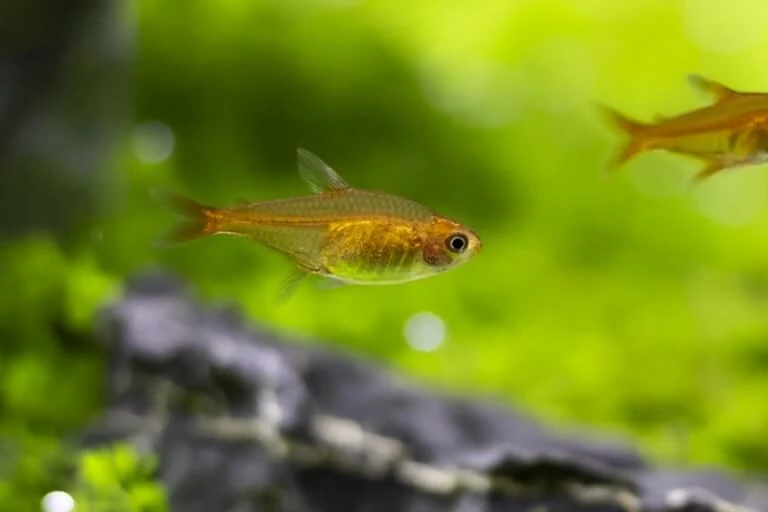 Ember Tetra | Pets Wiki | Fandom