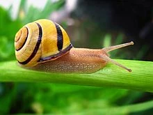 Cepaea Nemoralis | Petsnails Wiki | Fandom