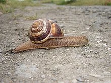 Helix Lucorum | Petsnails Wiki | Fandom