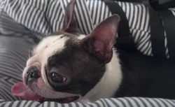 Mugi | PewDiePie Wiki | Fandom