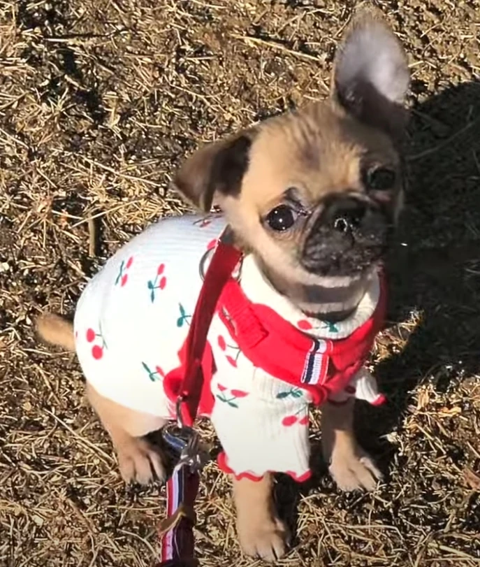 Momo | PewDiePie Wiki | Fandom