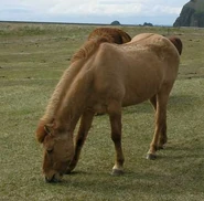 Falbe | Pferde Wiki | Fandom