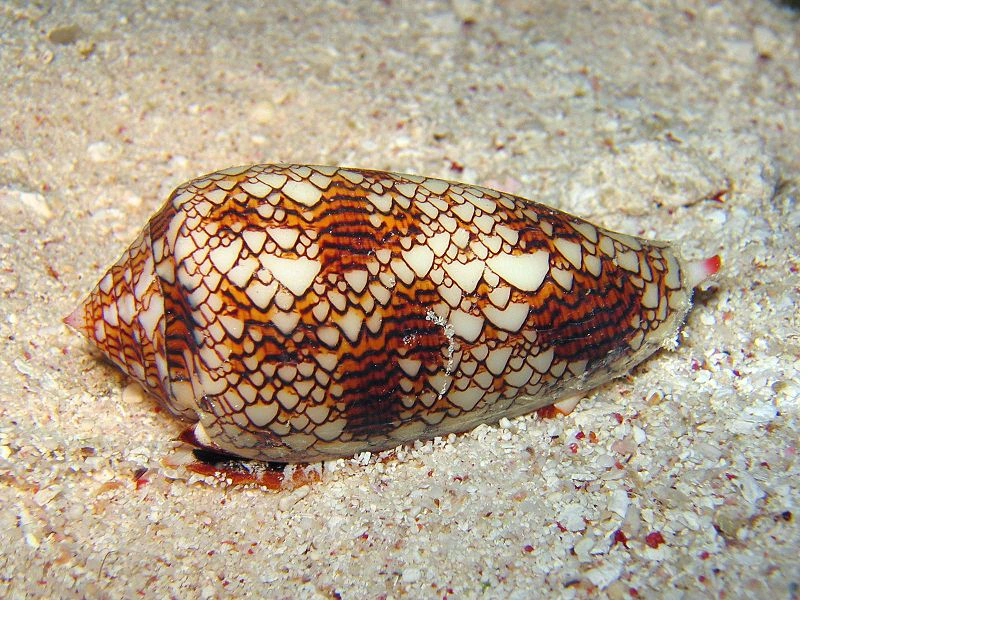 Serum the Snail | Phineas and Ferb Fanon | Fandom