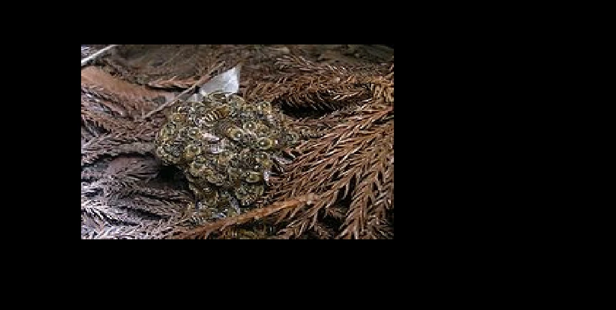 Samurai Bee Squad | Phineas and Ferb Fanon | Fandom