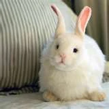 Princess the Bunny | Phineas and Ferb Fanon | Fandom