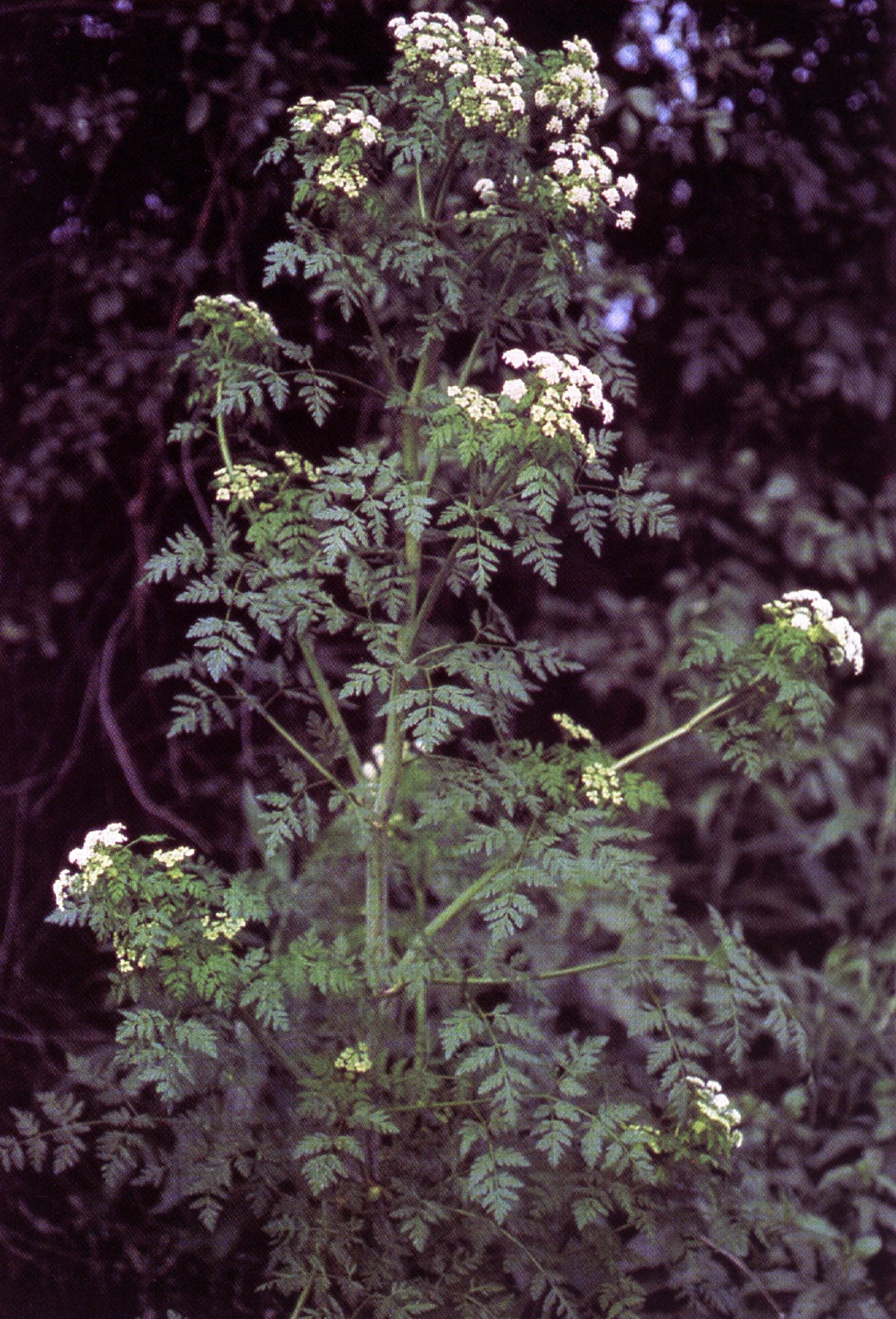 Hemlock | Phaeselis Wiki | Fandom