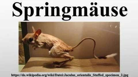 SpringMäuse | Phansud Wiki | Fandom