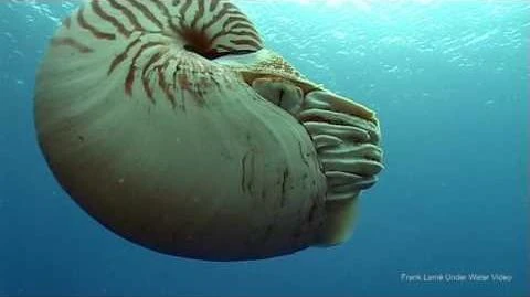 Blue Nautilus | Phansud Wiki | Fandom