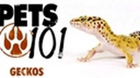 Gekko | Phansud Wiki | Fandom