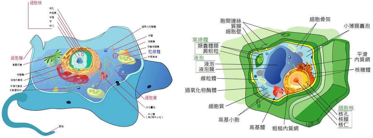 Cell細胞 | 藥學共筆 | Fandom