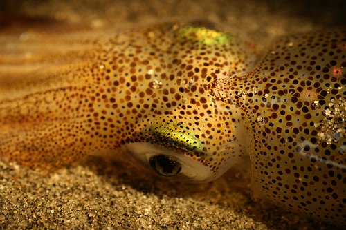 Friday cephalopod | Pharyngula Wiki | Fandom