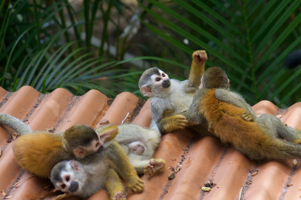 Happy Monkey | Pharyngula Wiki | Fandom