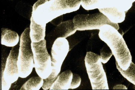 Werekin | Phenom Wiki | Fandom