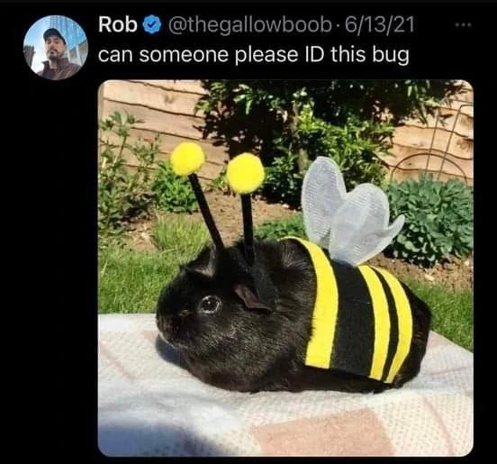 Discuss Everything About Phighting OCs Wiki | Fandom