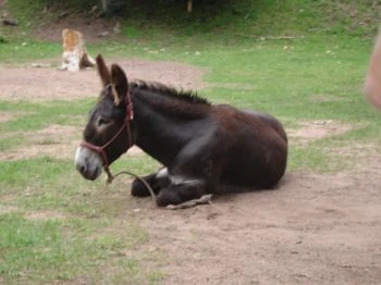 Donkey | Philwiki | Fandom