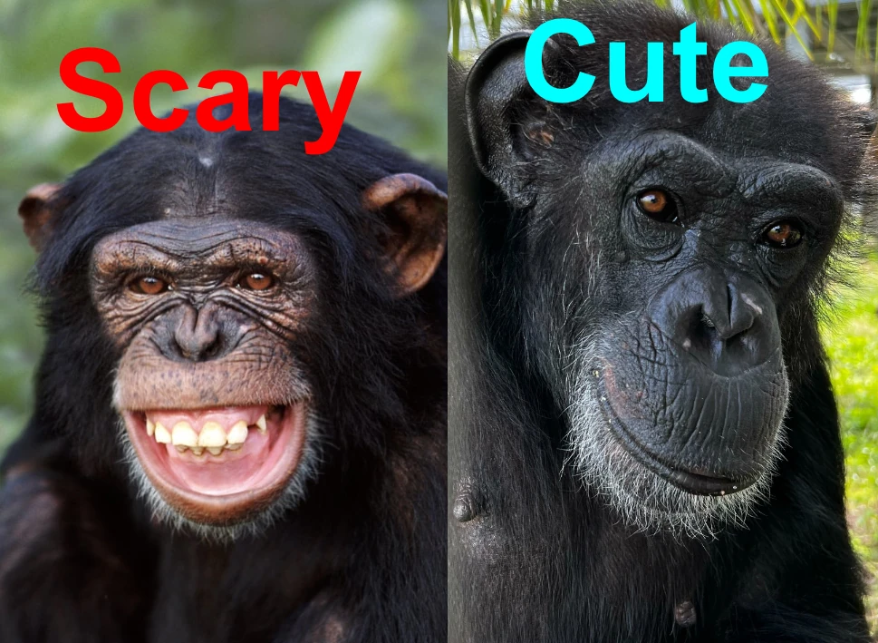 Carosphingaphobia | Phobiapedia | Fandom