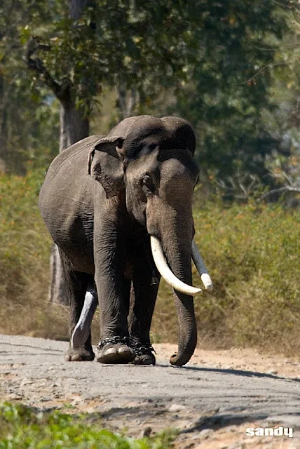 Pachydermophobia | Phobiapedia | Fandom