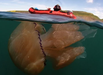 Scyphophobia | Phobiapedia | Fandom