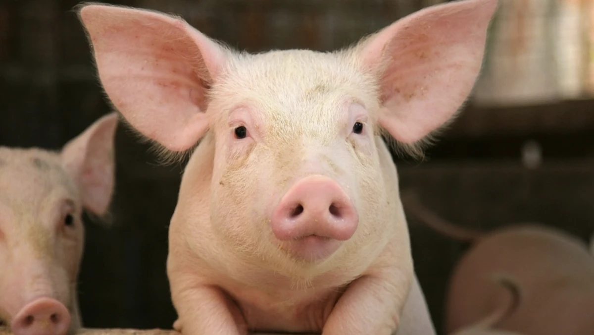 Swinophobia | Phobiapedia | Fandom