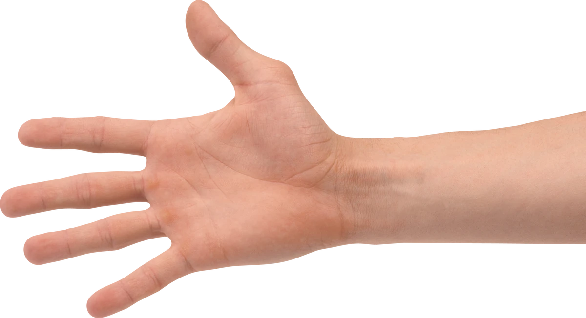 Chirophobia | Phobiapedia | Fandom