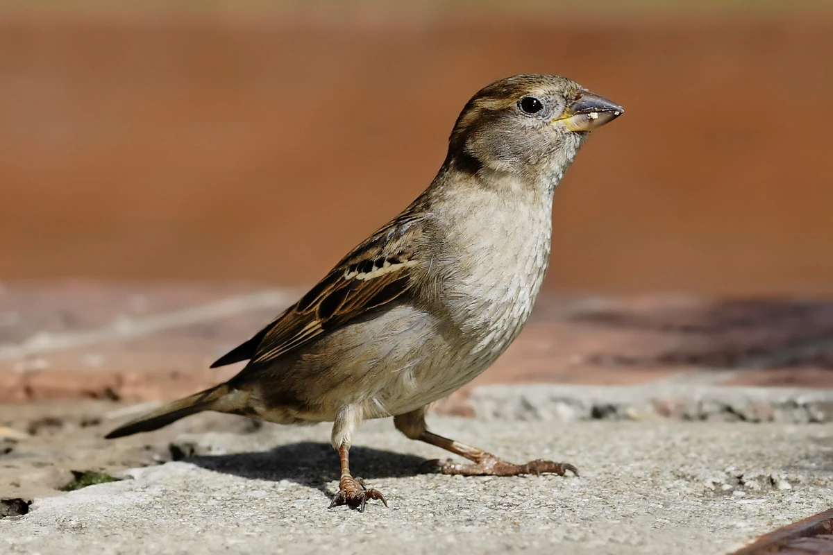 Ornithophobia | Phobiapedia | Fandom
