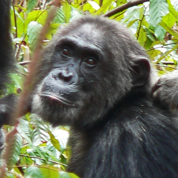 Pithecophobia | Phobiapedia | Fandom