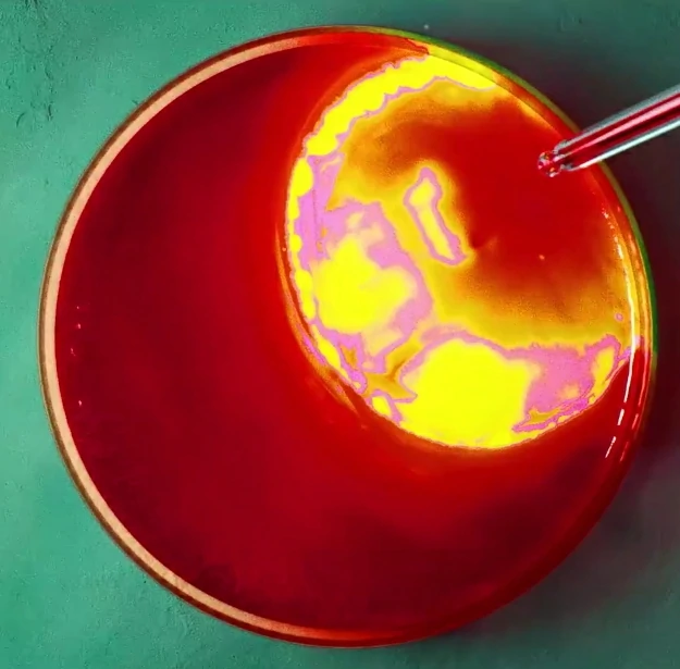 Orange Death | Phoenix Fall: Division Fan-Fiction Universe Wiki | Fandom