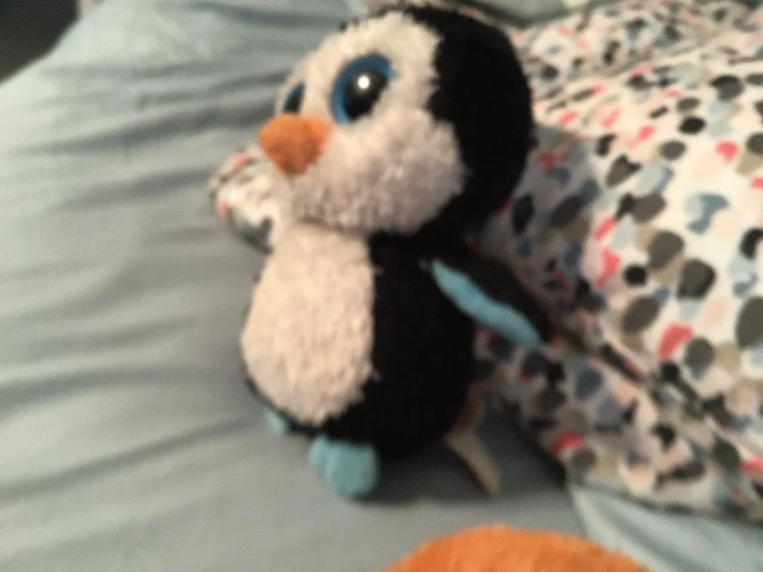 Dfghj | Phoenix Sea Animals Wiki | Fandom