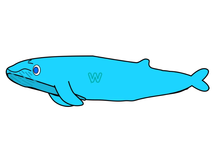 Willy the whale | Phonicfriends Wiki | Fandom