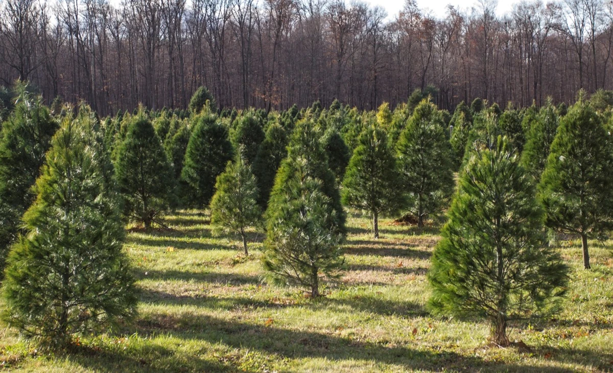 Pine Farm | ImagePedia | Fandom